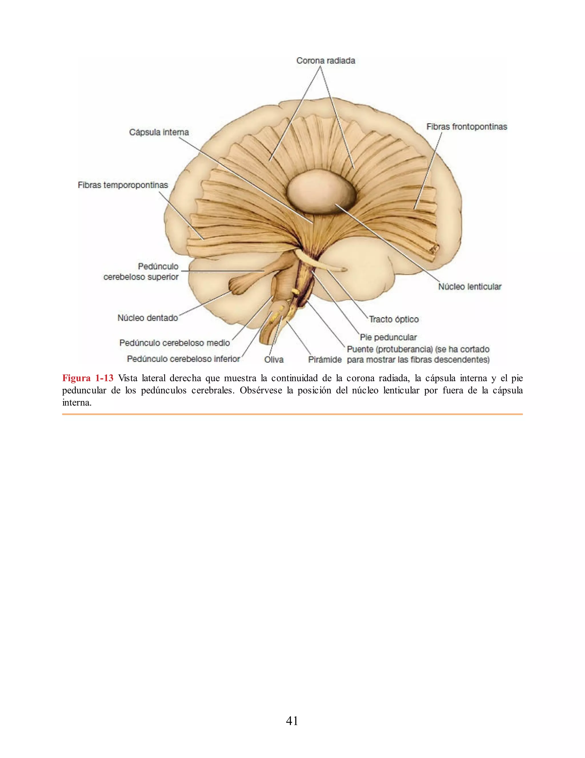 Neuroanatomia Clinica Snell 7a Edicion_booksmedicos.org.pdf
