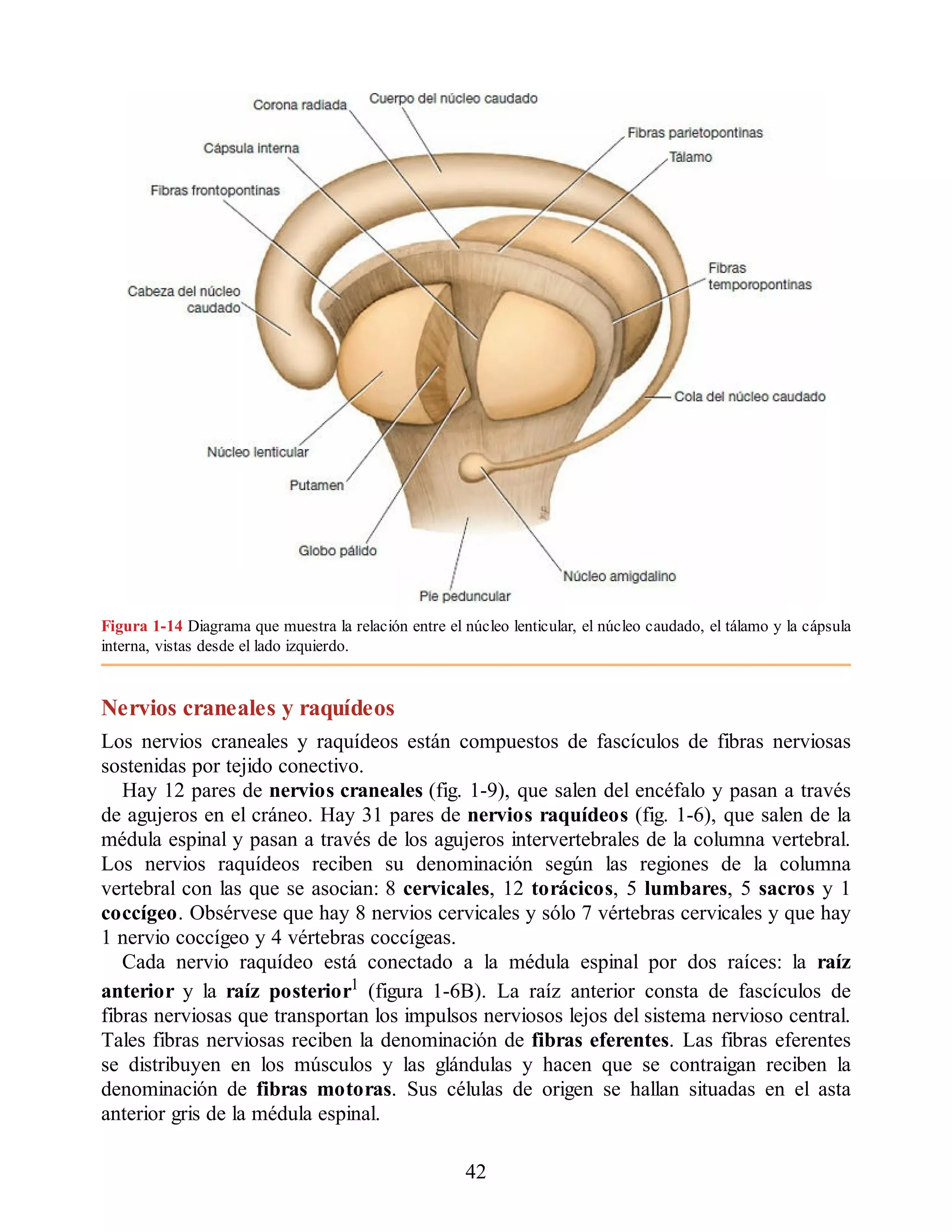 Neuroanatomia Clinica Snell 7a Edicion_booksmedicos.org.pdf