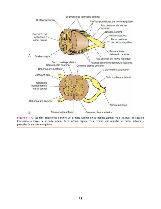 Neuroanatomia Clinica Snell 7a Edicion_booksmedicos.org.pdf