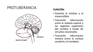 Protuberancia Cerebral