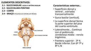 NEUROANATOMIA DE PROTUBERANCIA TRONCO ENCEFALICO | PPTX