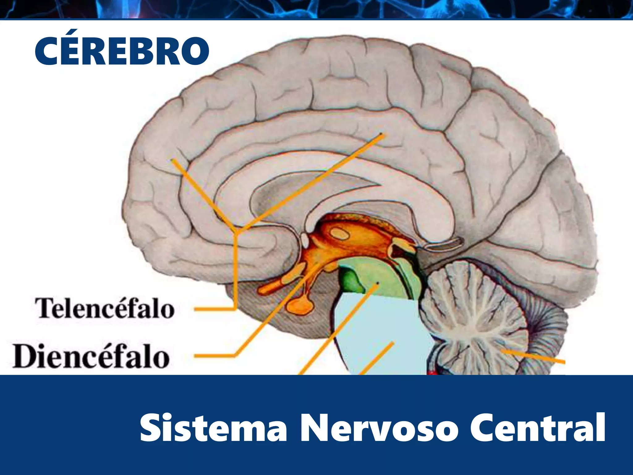 NEUROANATOMIA DO SISTEMA NERVOSO CENTRAL (SNC)3d.pptx