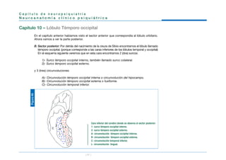 Neuroanatomia en Psiquiatria.pdf