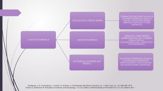 NEUROANATOMIA, FISIOLOGÍA Y EMBRIOLOGIA APLICADAS.pptx