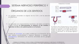 NEUROANATOMIA, FISIOLOGÍA Y EMBRIOLOGIA APLICADAS.pptx