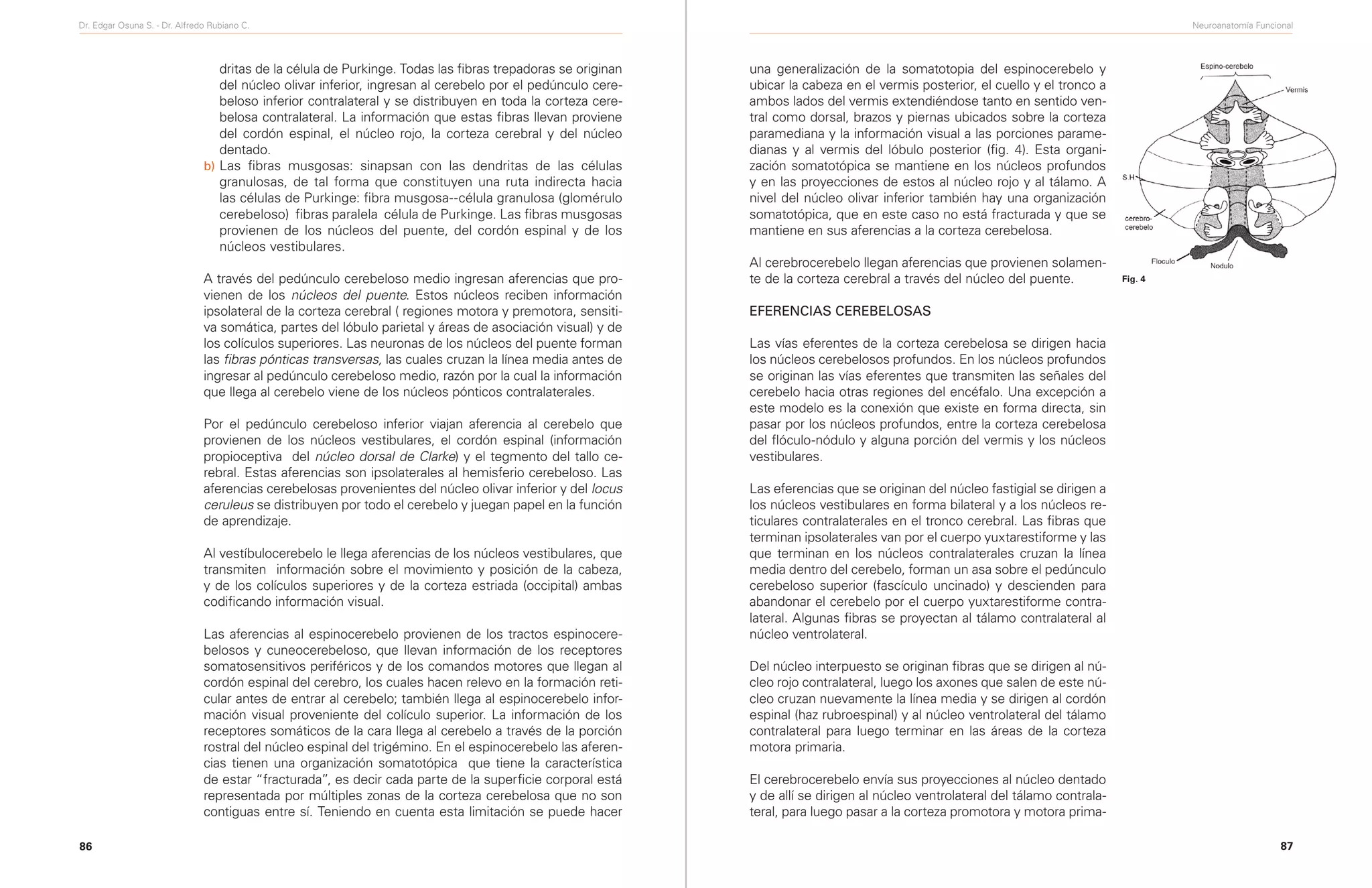 Neuroanatomia funcional | PDF
