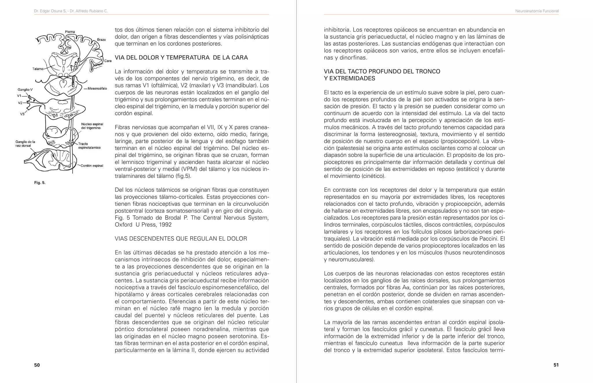 Neuroanatomia funcional | PDF