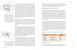 Neuroanatomia funcional | PDF
