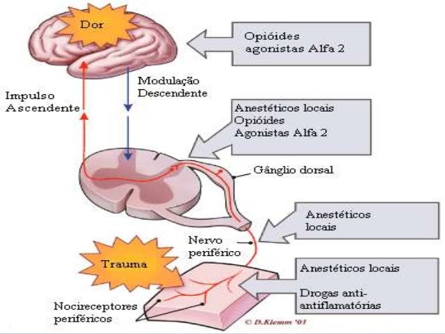 Processamento da Dor: aspectos neuroanatômicos e funcionais