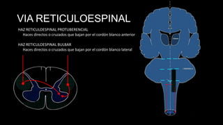 Vias medulares descendentes | PPTX