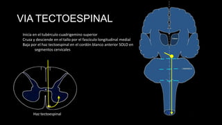 Vias medulares descendentes | PPTX