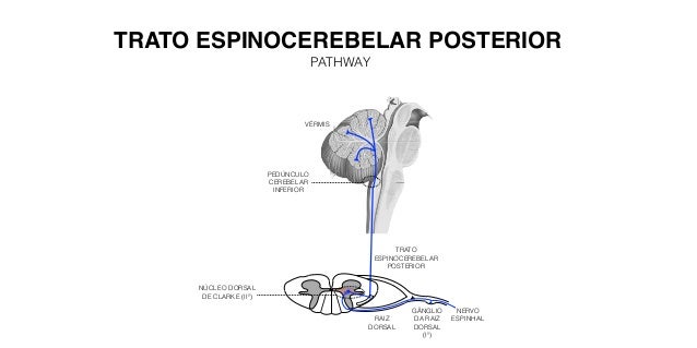 Neuroanatomia Funcional da Medula Espinhal - Parte 02