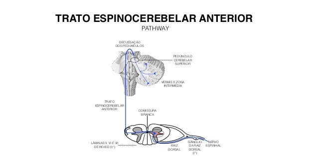 Neuroanatomia Funcional da Medula Espinhal - Parte 02