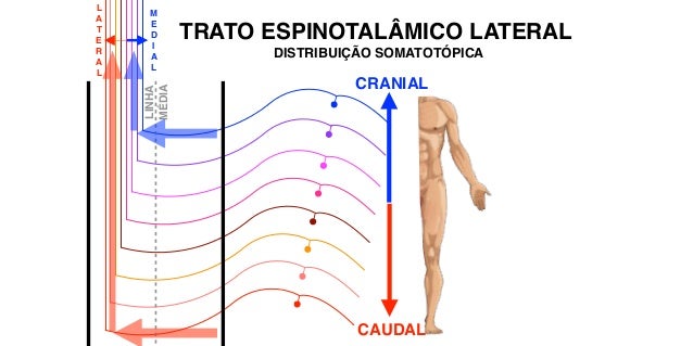 Neuroanatomia Funcional da Medula Espinhal - Parte 02