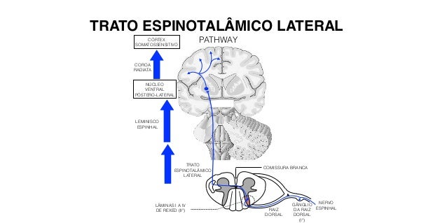 Neuroanatomia Funcional da Medula Espinhal - Parte 02