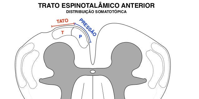 Neuroanatomia Funcional da Medula Espinhal - Parte 02