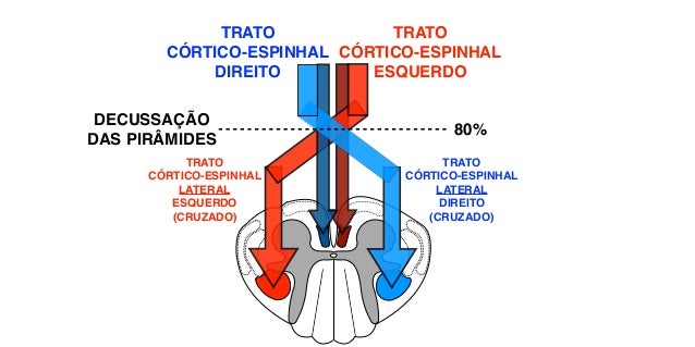 Neuroanatomia Funcional da Medula Espinhal - Parte 02