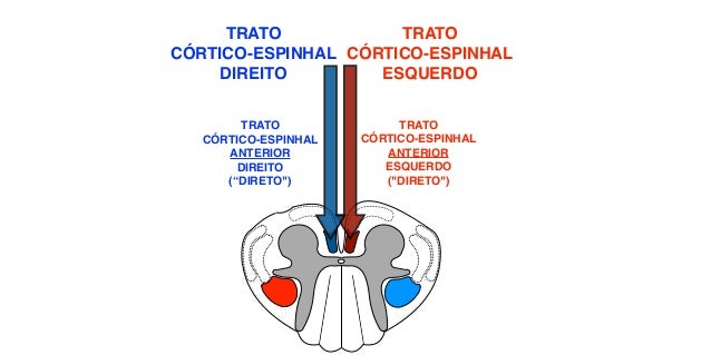 Neuroanatomia Funcional da Medula Espinhal - Parte 02