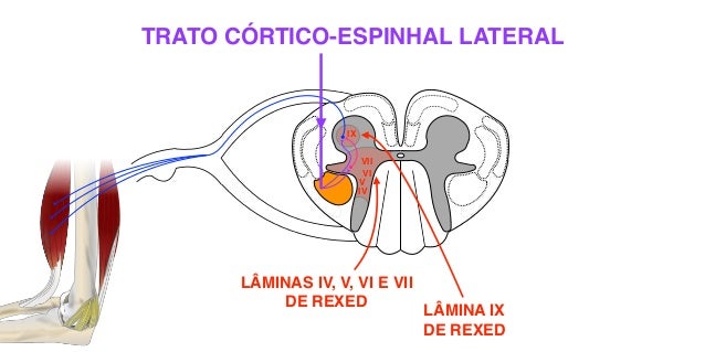 Neuroanatomia Funcional da Medula Espinhal - Parte 02
