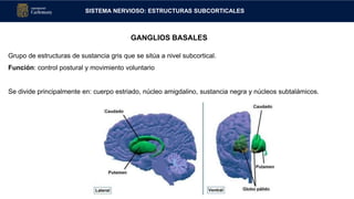 Neuroanatomía I.pptx