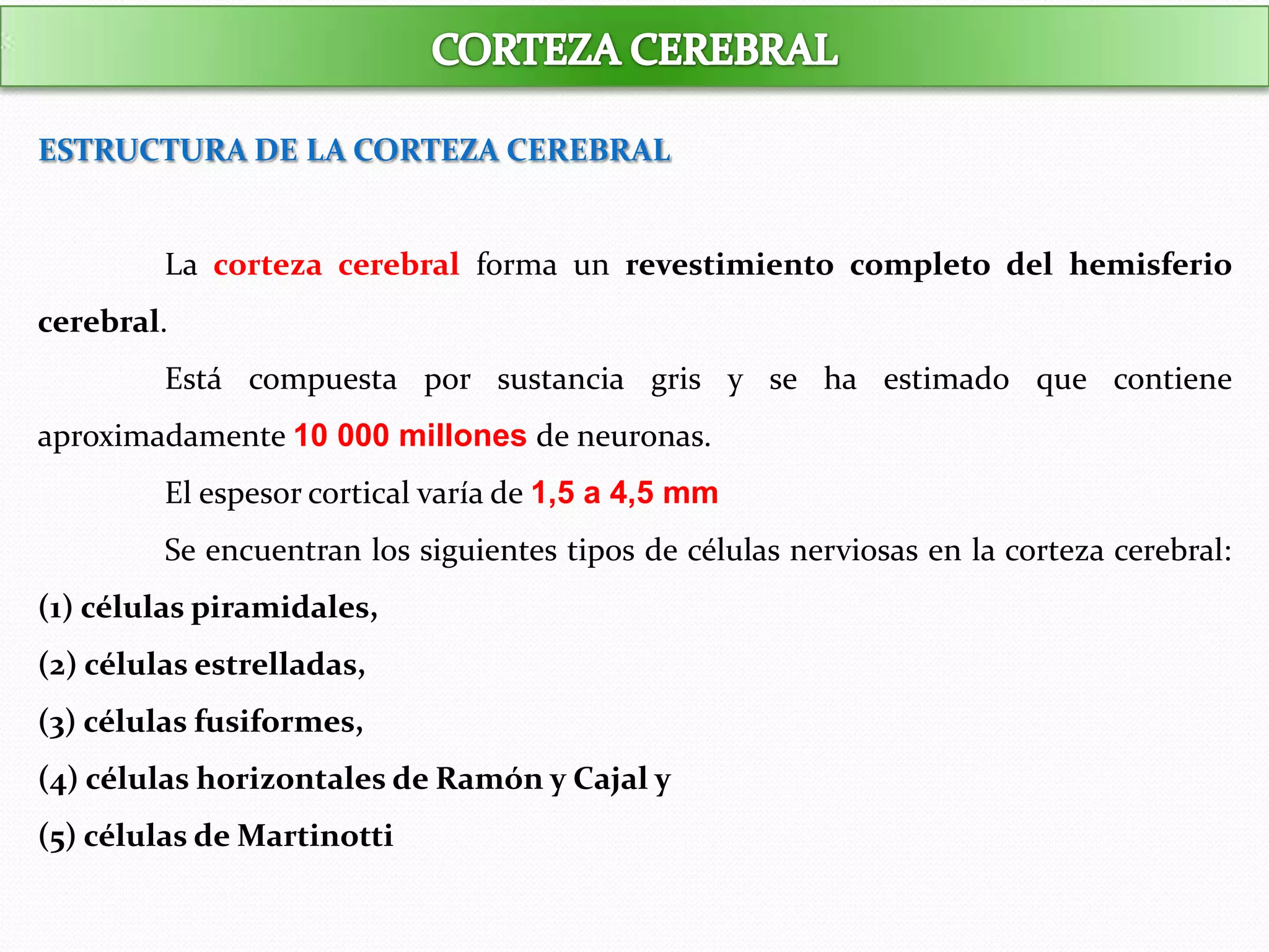 Estructura y localización funcional de la corteza cerebral | PPTX