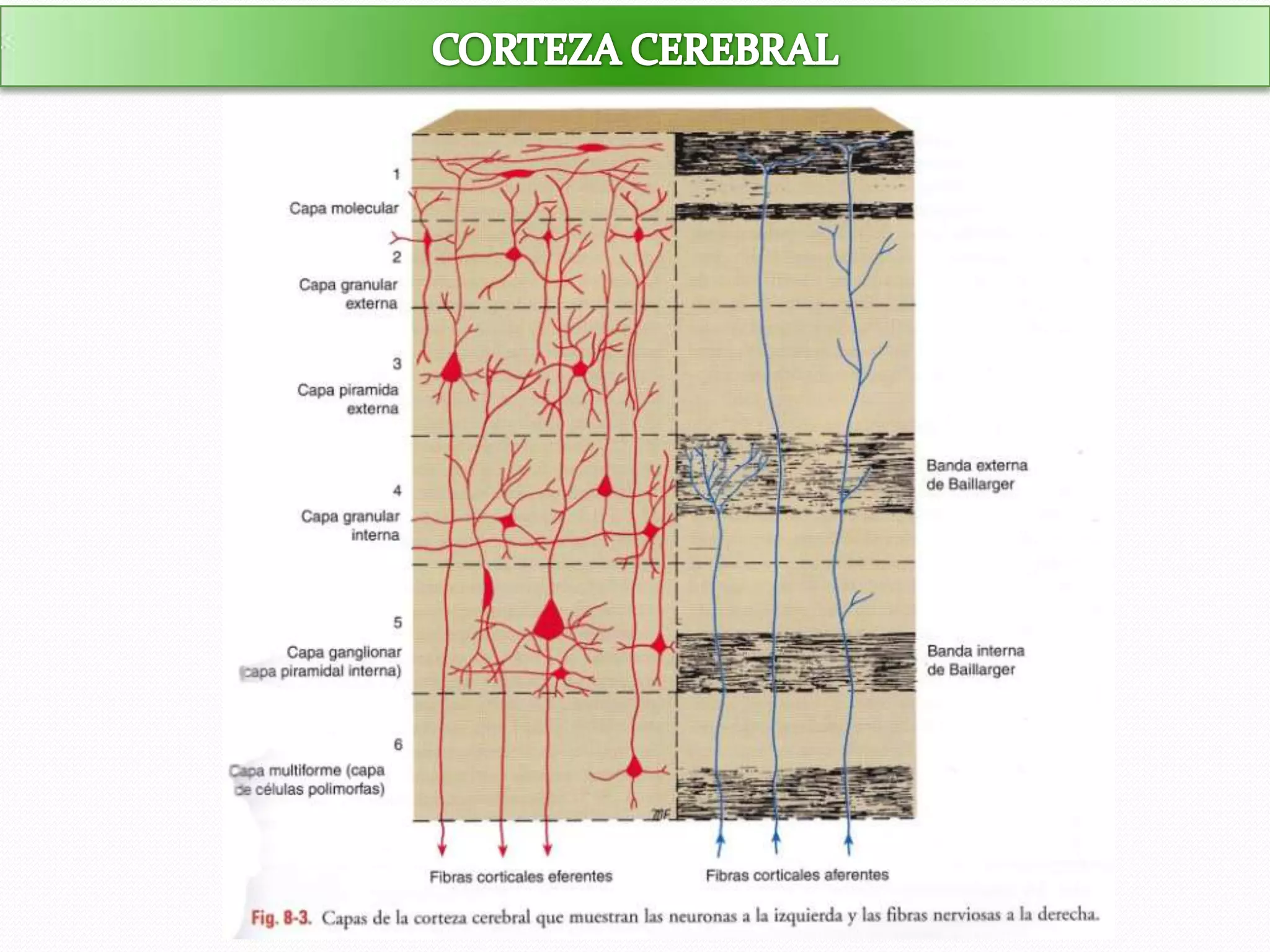 Estructura y localización funcional de la corteza cerebral | PPTX