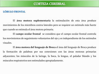 Estructura y localización funcional de la corteza cerebral | PPTX