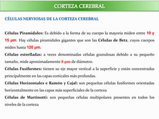 Estructura y localización funcional de la corteza cerebral | PPTX