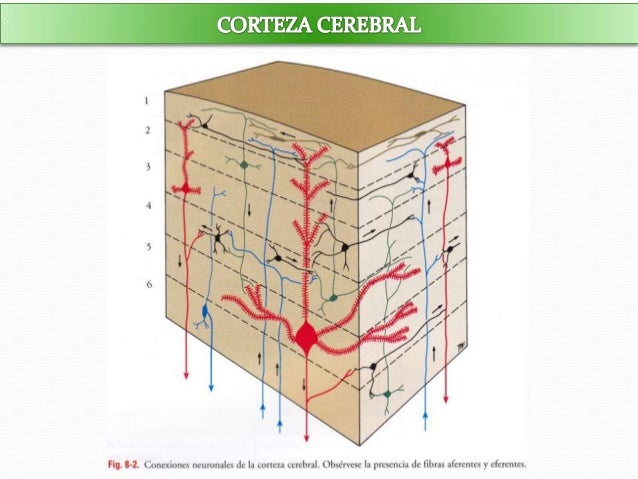 Conexiones Neuronales De La Corteza Cerebral - Citas Para Adultos En ...