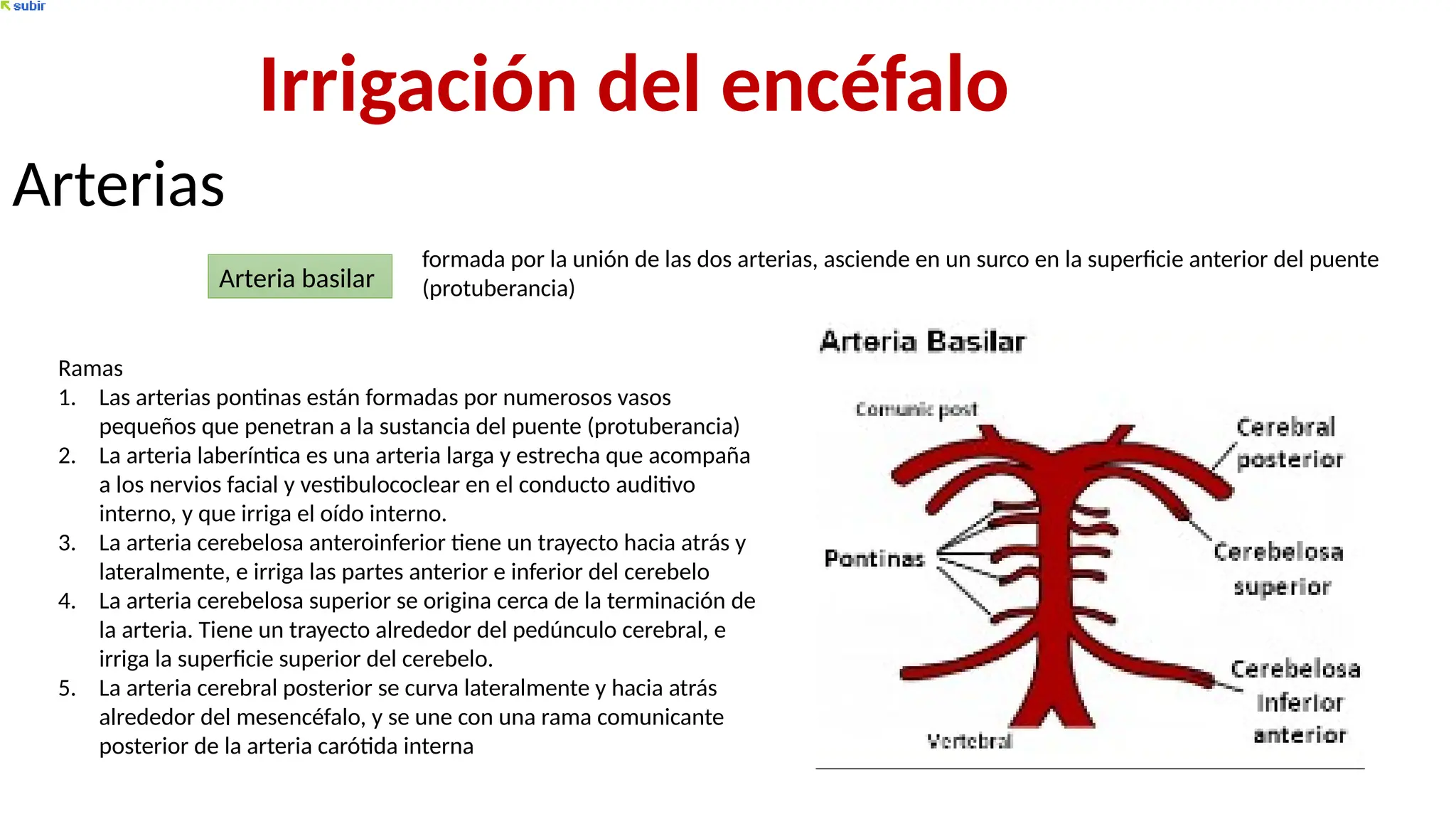 neuroanatomia maria y lauri final (1).pptx