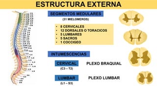 Anatomía de la médula espinal | PDF