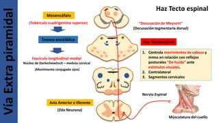 Sistematizacion de la médula espinal | PDF