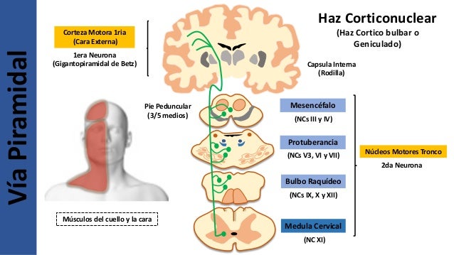 Sistematizacion de la médula espinal