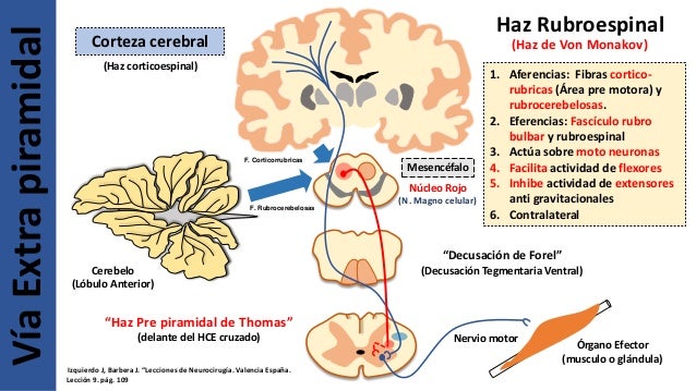 Sistematizacion de la médula espinal