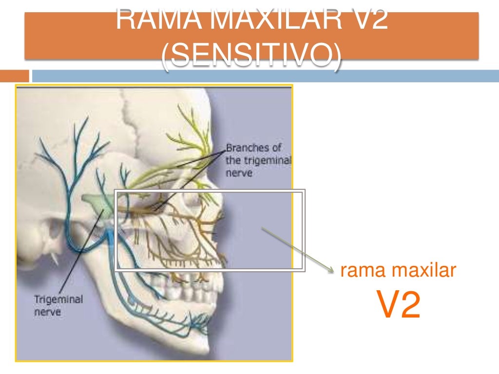 Nervio Trigemino Craneal – Nervio trigémino – SAFYO