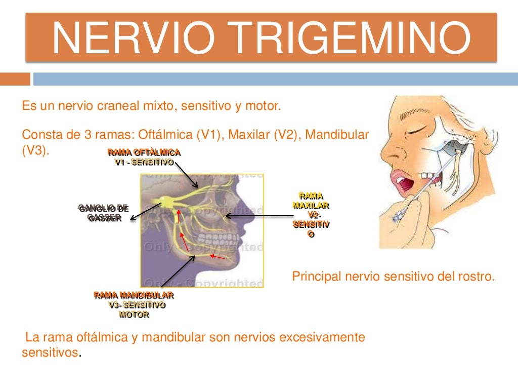 Nervio Trigemino V par Craneal