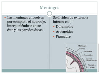 Neuroanatomia y fisiologia | PPTX