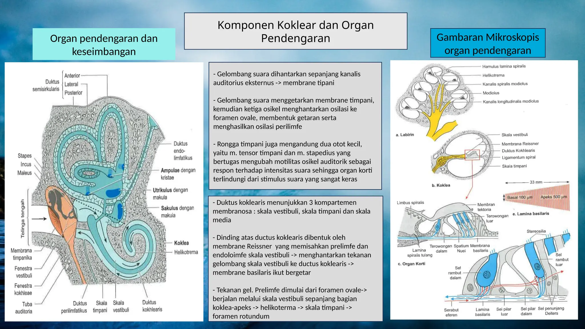 neuroanatomi batang otak dia=sadur dari buku duus | PPTX
