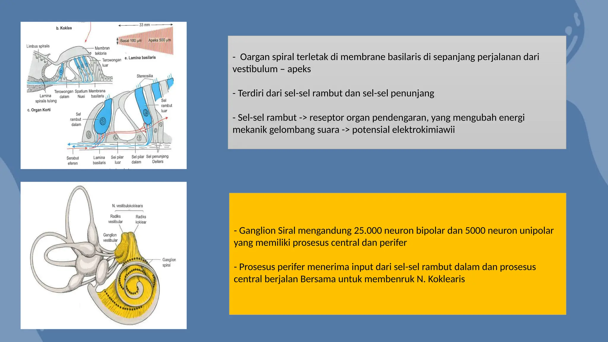 neuroanatomi batang otak dia=sadur dari buku duus | PPTX