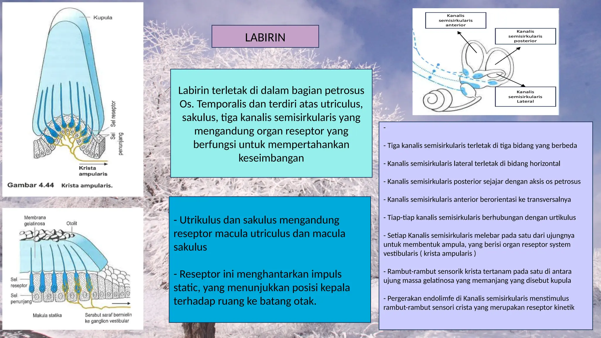 neuroanatomi batang otak dia=sadur dari buku duus | PPTX