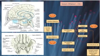neuroanatomi batang otak dia=sadur dari buku duus | PPTX