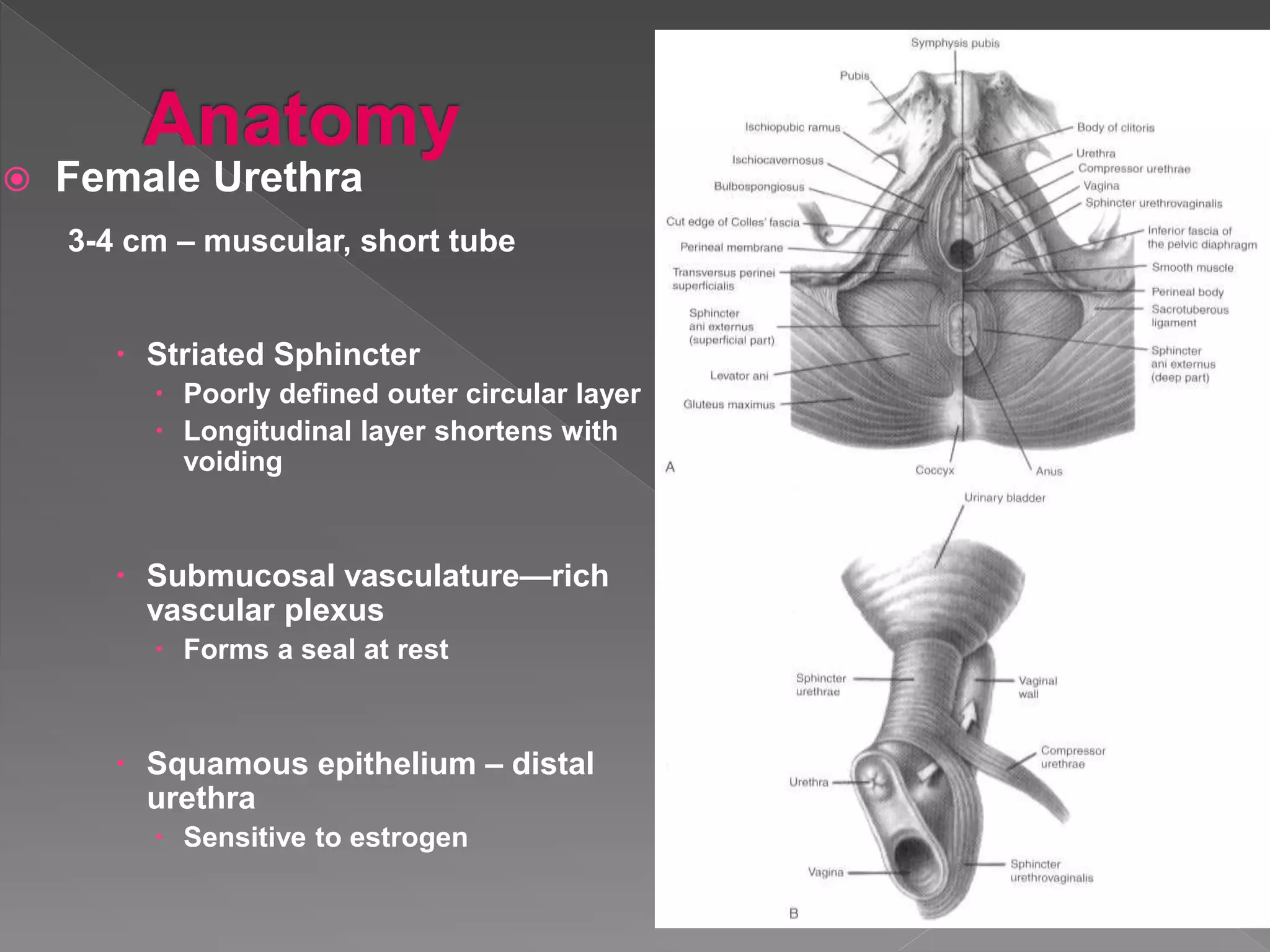 Neuroanatomical aspects of urinary incontinence | PPTX