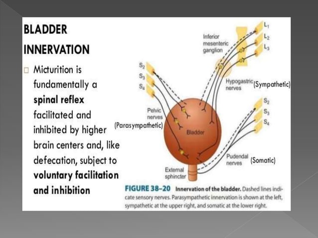 Neuroanatomical aspects of urinary incontinence | PPTX | Medical Health