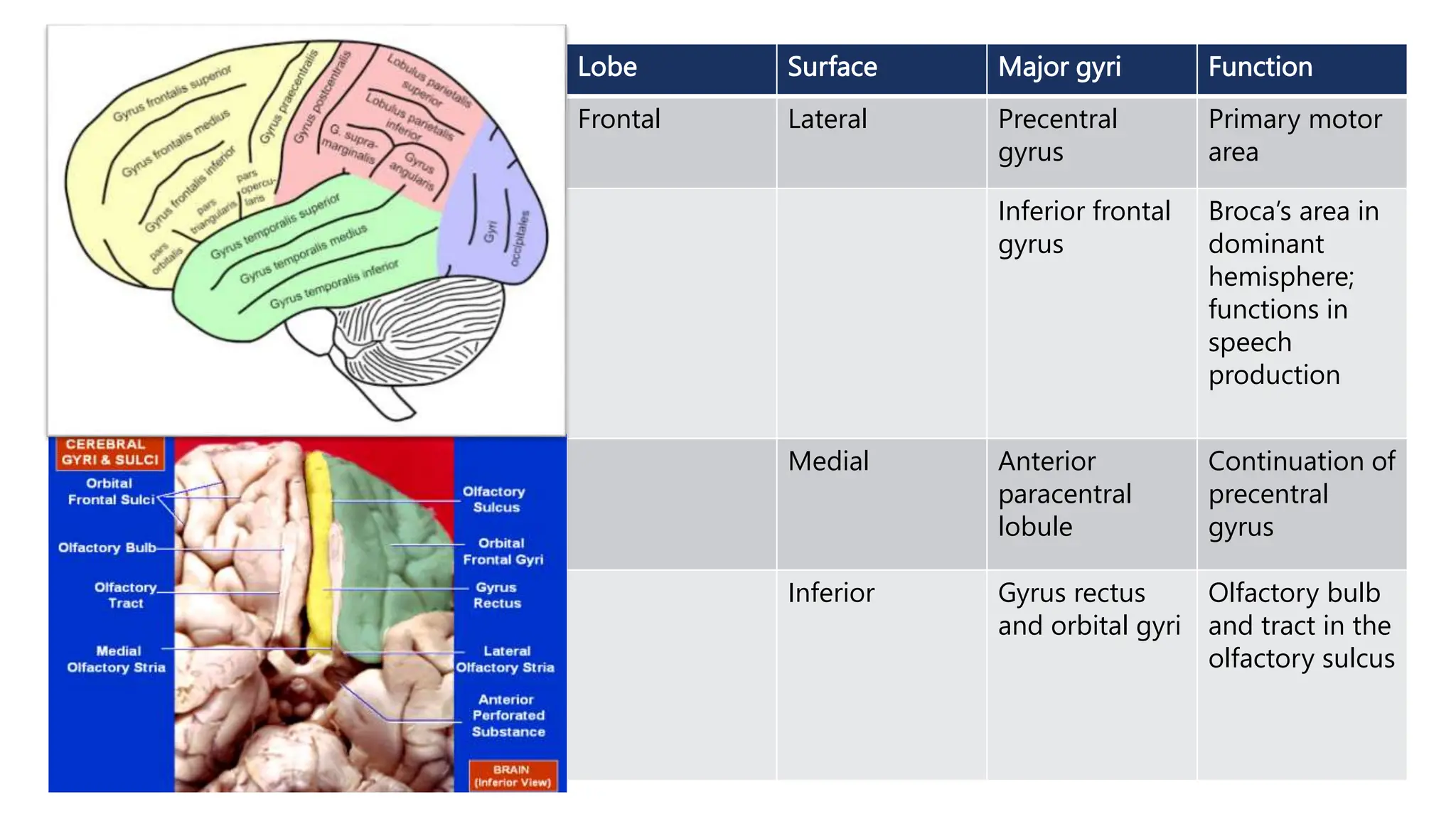 Neuroanatomi Otak xxxxxxxxxxxxxxxxxxxxxxxx | PPTX