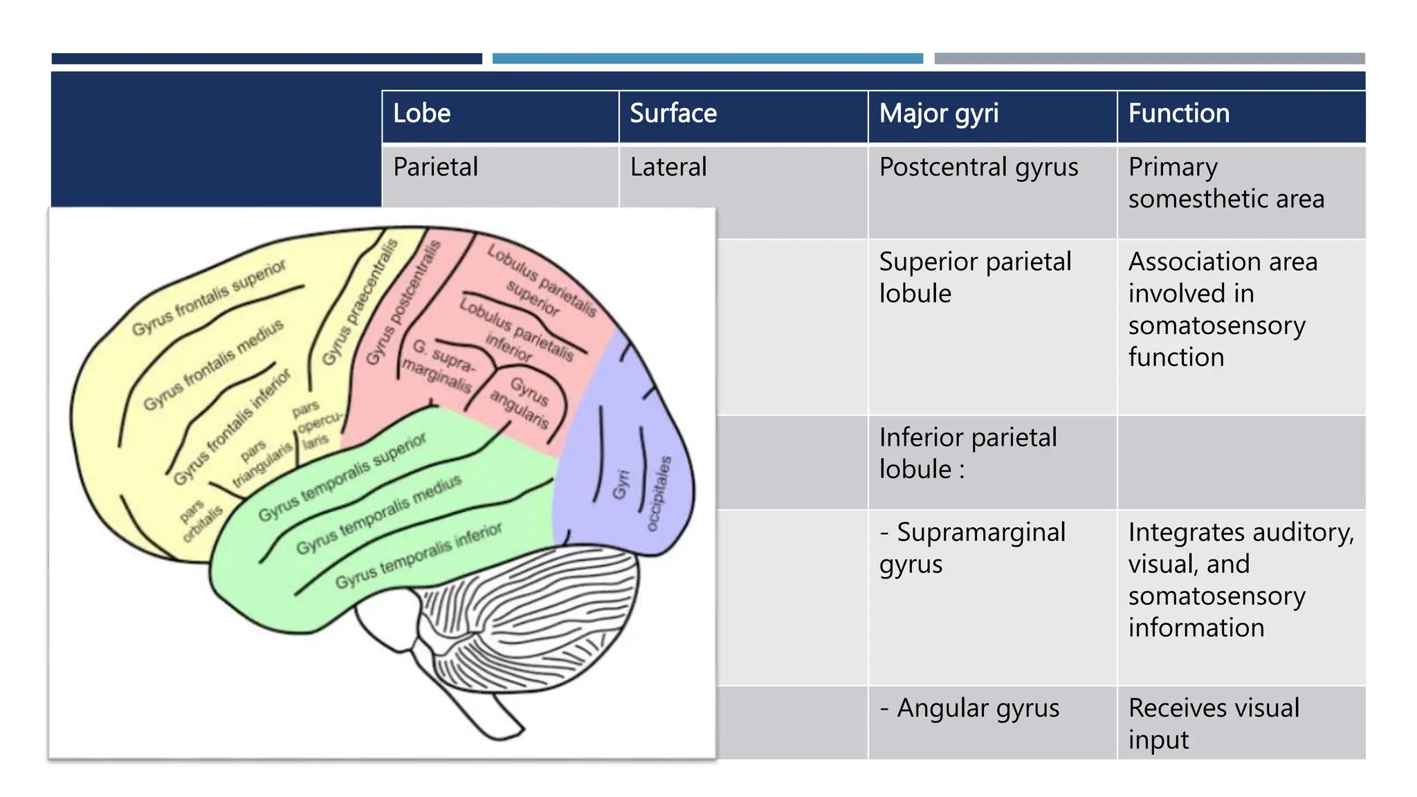 Neuroanatomi Otak xxxxxxxxxxxxxxxxxxxxxxxx | PPTX