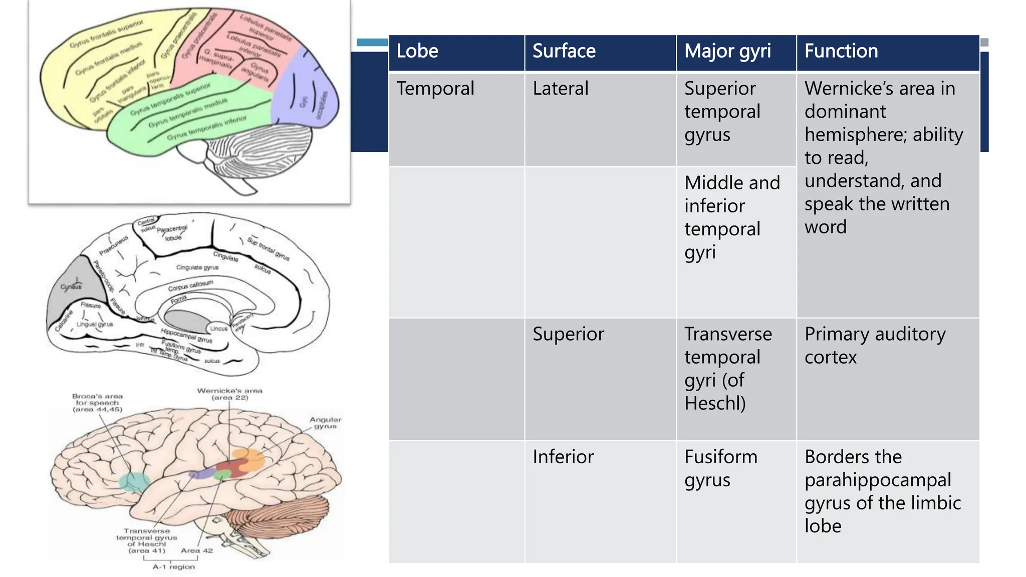 Neuroanatomi Otak xxxxxxxxxxxxxxxxxxxxxxxx | PPTX