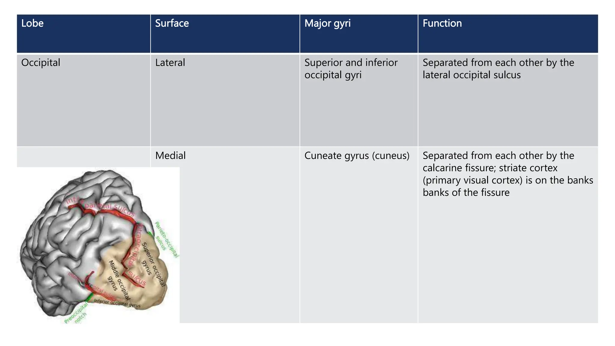 Neuroanatomi Otak xxxxxxxxxxxxxxxxxxxxxxxx | PPTX