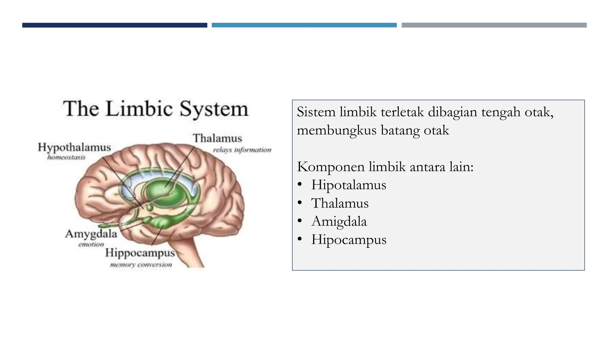 Neuroanatomi Otak xxxxxxxxxxxxxxxxxxxxxxxx | PPTX