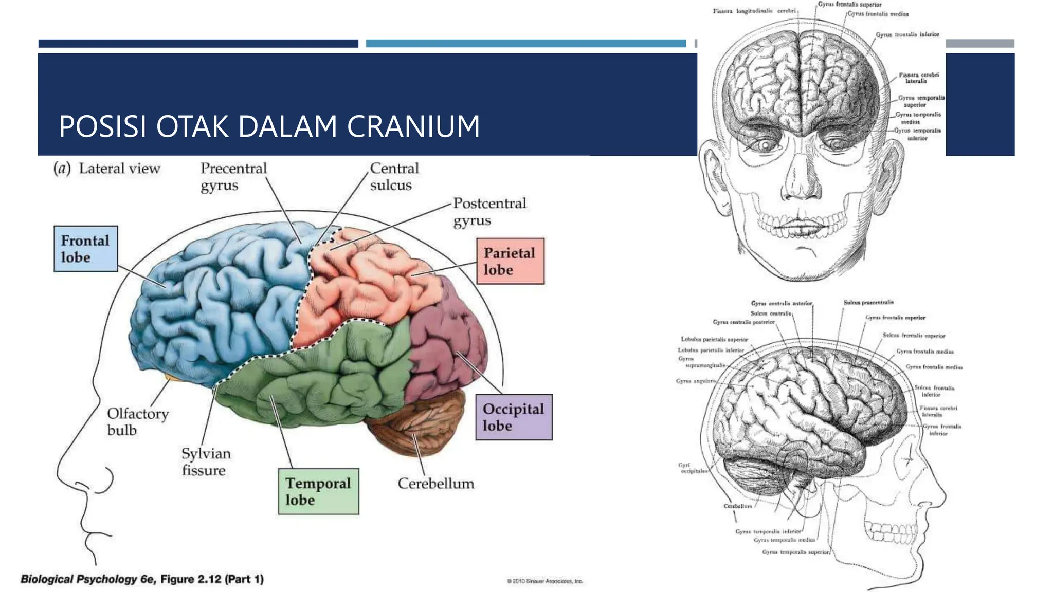 Neuroanatomi Otak xxxxxxxxxxxxxxxxxxxxxxxx | PPTX
