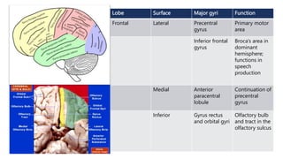 Neuroanatomi Otak xxxxxxxxxxxxxxxxxxxxxxxx | PPT
